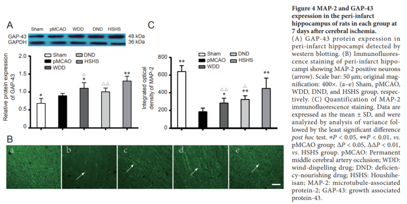 [뇌졸중/한약] 허혈성 뇌손상 후 후씨흑산(侯氏黑散)의 회복 촉진효과: Nogo-A/RhoA/Rock2 및 Netrin-1 ...