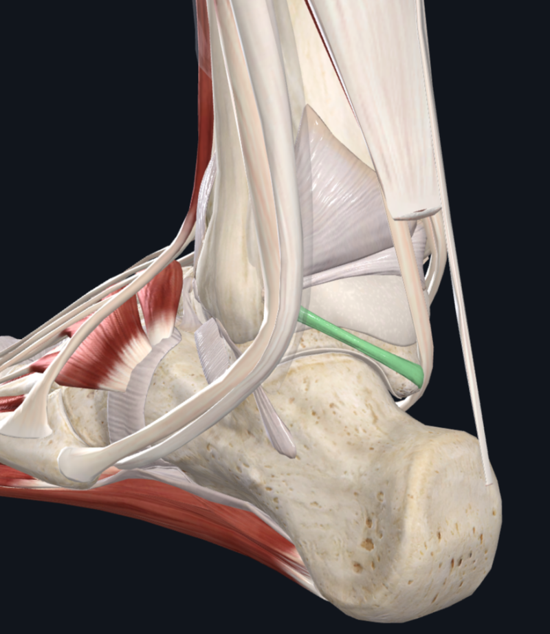 Ankle Ligaments : 네이버 블로그