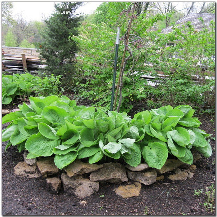 비비추속 Hosta : 네이버 블로그