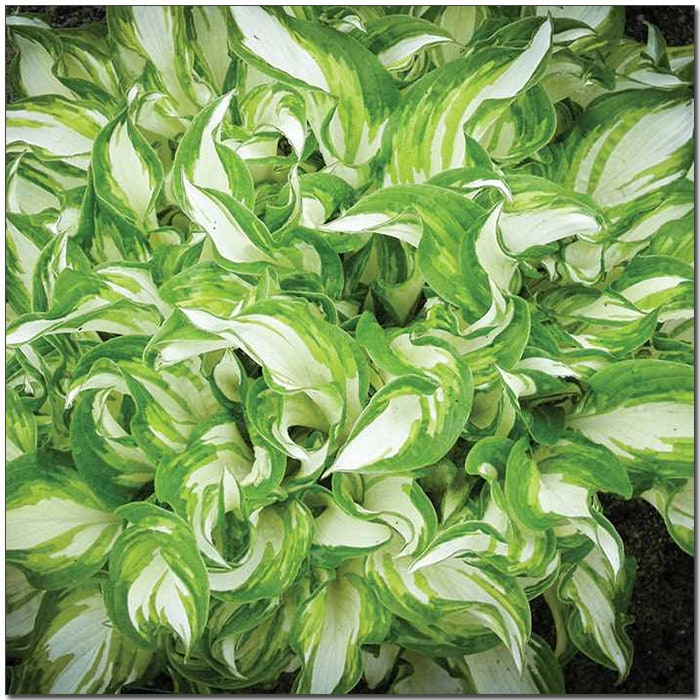 비비추속 Hosta : 네이버 블로그