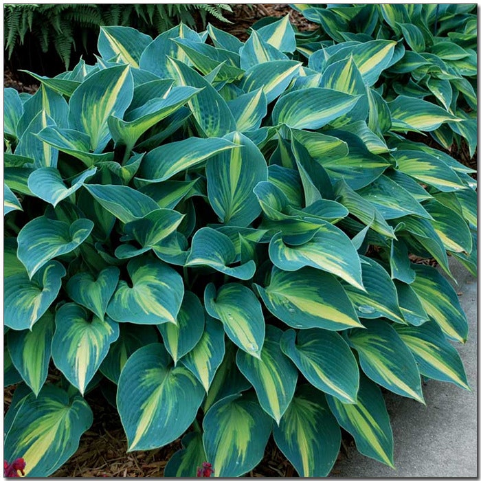 비비추속 Hosta : 네이버 블로그