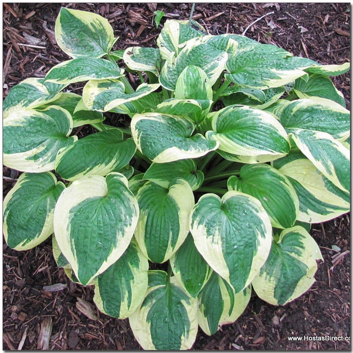 비비추속 Hosta : 네이버 블로그