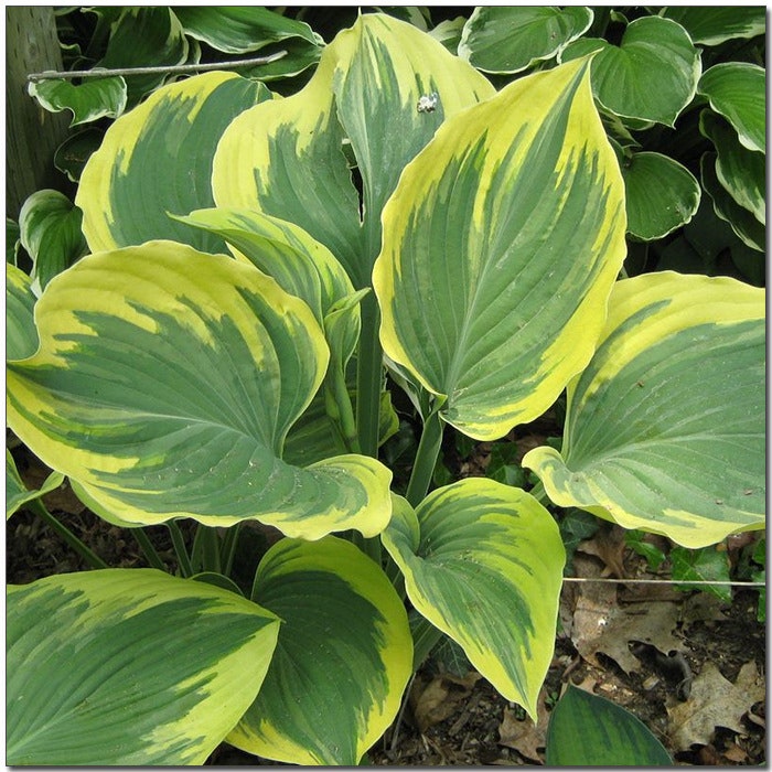 비비추속 Hosta : 네이버 블로그