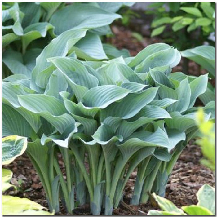 비비추속 Hosta : 네이버 블로그