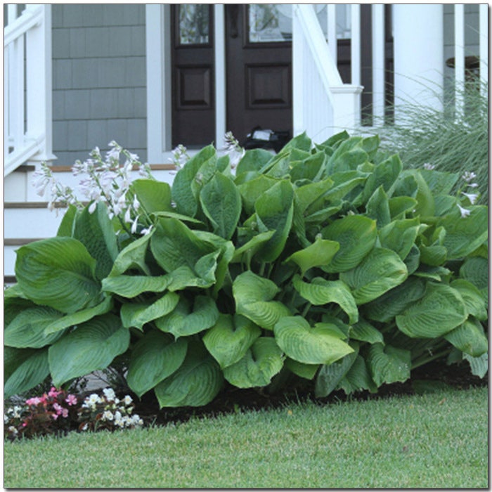 비비추속 Hosta : 네이버 블로그