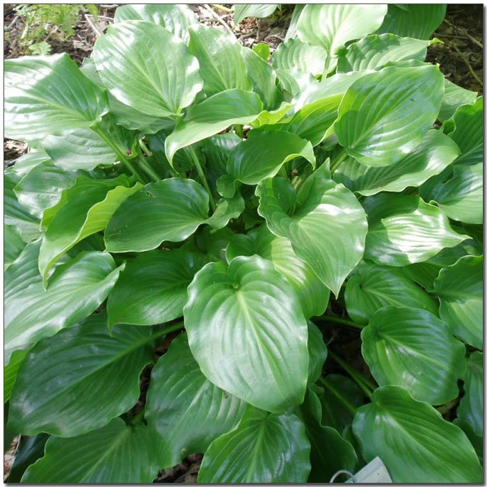 비비추속 Hosta : 네이버 블로그