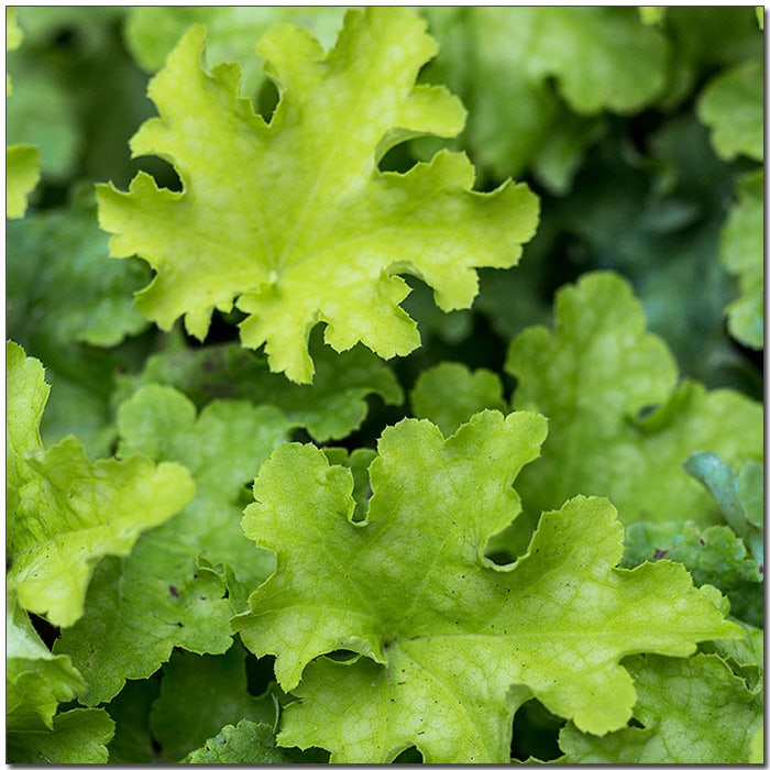 휴케라속 Heuchera spp. : 네이버 블로그