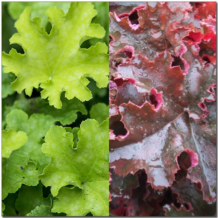 휴케라속 Heuchera spp. : 네이버 블로그