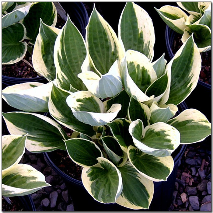 비비추속 Hosta : 네이버 블로그