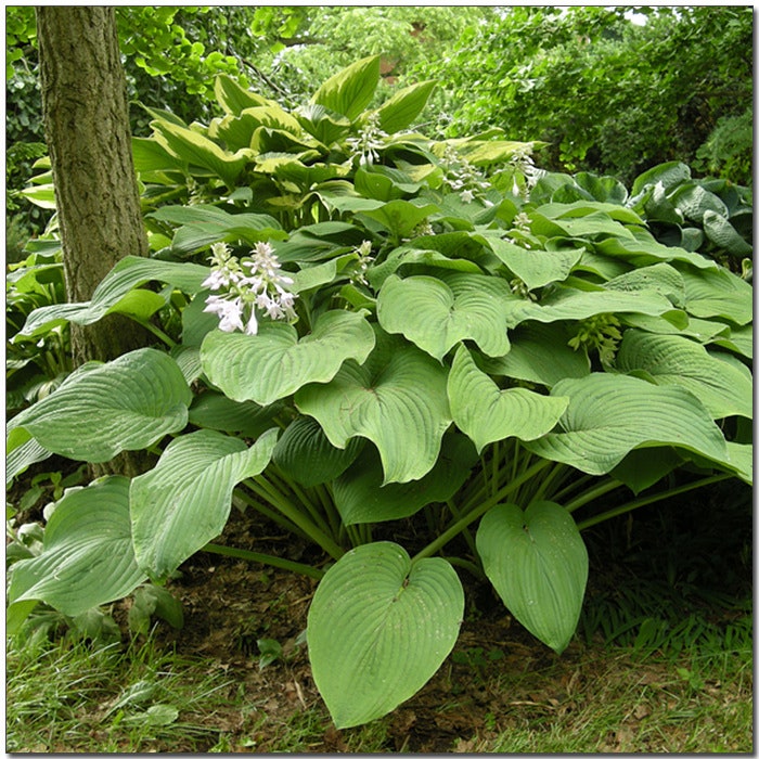 비비추속 Hosta : 네이버 블로그