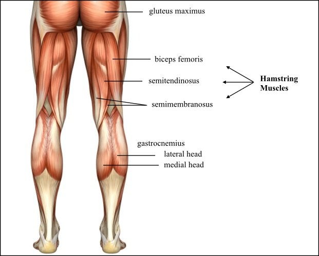 날씬한 팔뚝만들기대퇴이두근biceps Femoris 올바른 운동법에 대한 이해와 운동법 공유피지오스파티움 필라테스