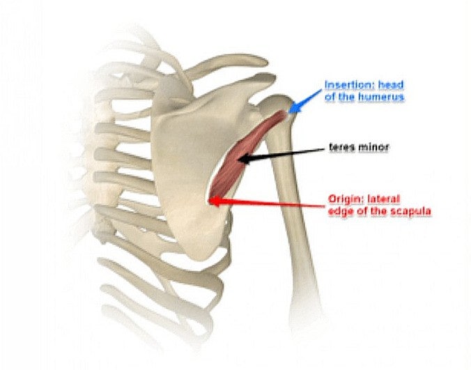 소원근teres Minor 극하근infraspinatus 해부학 어깨회전근개 운동법 스트레칭 어깨통증 견갑골통증