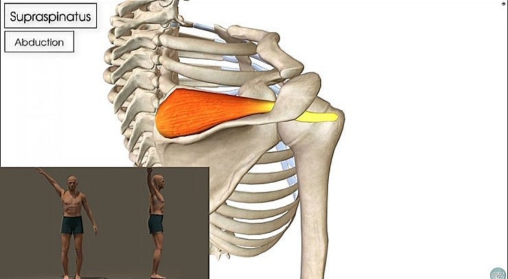 극상근supraspinatus 가시위근 해부학 회전근개 운동 스트레칭 어깨 회전근개파열 어깨충돌증후군 네이버 블로그