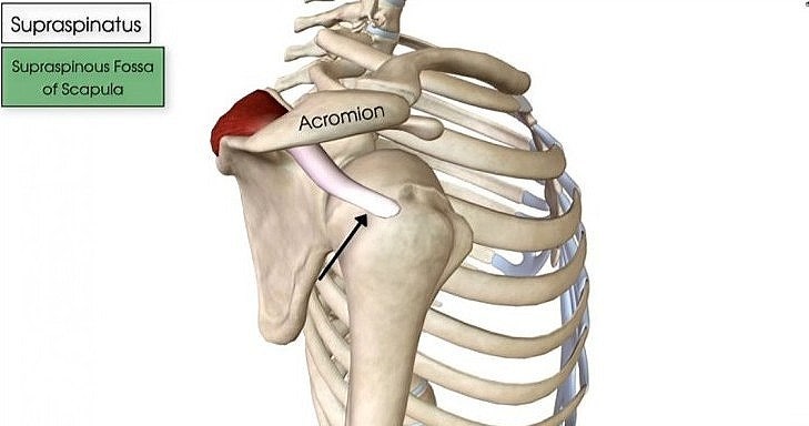 극상근supraspinatus 가시위근 해부학 회전근개 운동 스트레칭 어깨 회전근개파열 어깨충돌증후군 네이버 블로그