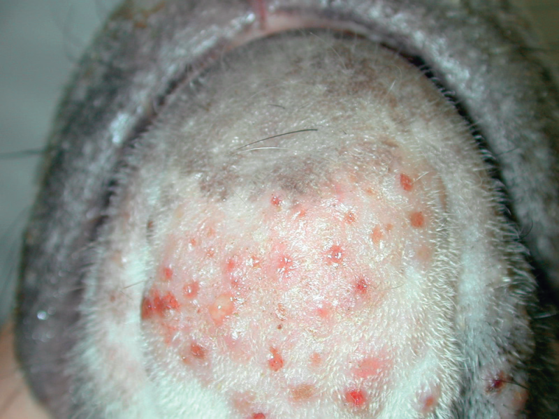 Chin pyoderma(canine acne)-턱의 농피증(턱여드름) : 네이버 블로그