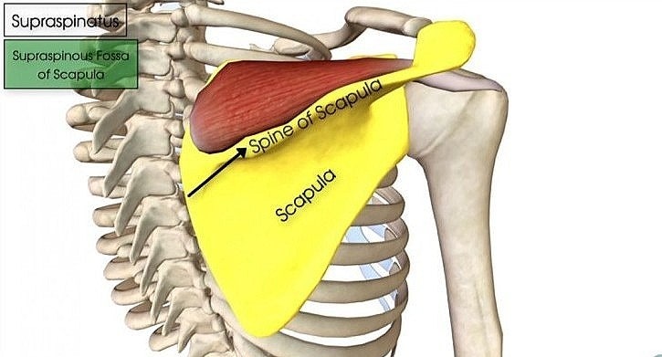 극상근supraspinatus 가시위근 해부학 회전근개 운동 스트레칭 어깨 회전근개파열 어깨충돌증후군 네이버 블로그