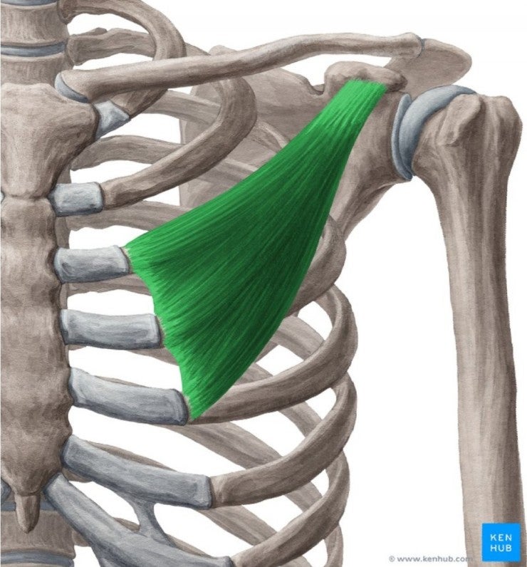 극상근supraspinatus 가시위근 해부학 회전근개 운동 스트레칭 어깨 회전근개파열 어깨충돌증후군 네이버 블로그