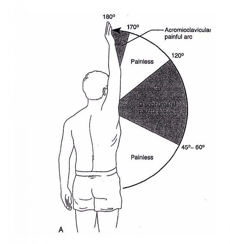 극상근supraspinatus 가시위근 해부학 회전근개 운동 스트레칭 어깨 회전근개파열 어깨충돌증후군 네이버 블로그