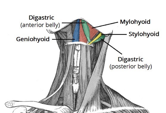 설골상근 - 턱끝설골근(Geniohyoid m.) : 네이버 블로그