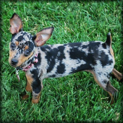 Harlequin Miniature Pinscher