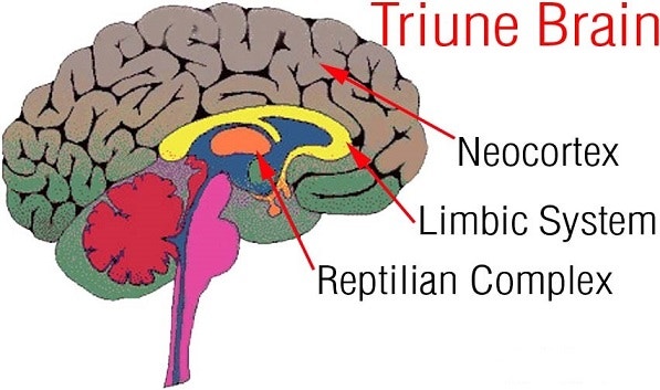 Triune Brain model(삼위일체 뇌) : 네이버 블로그
