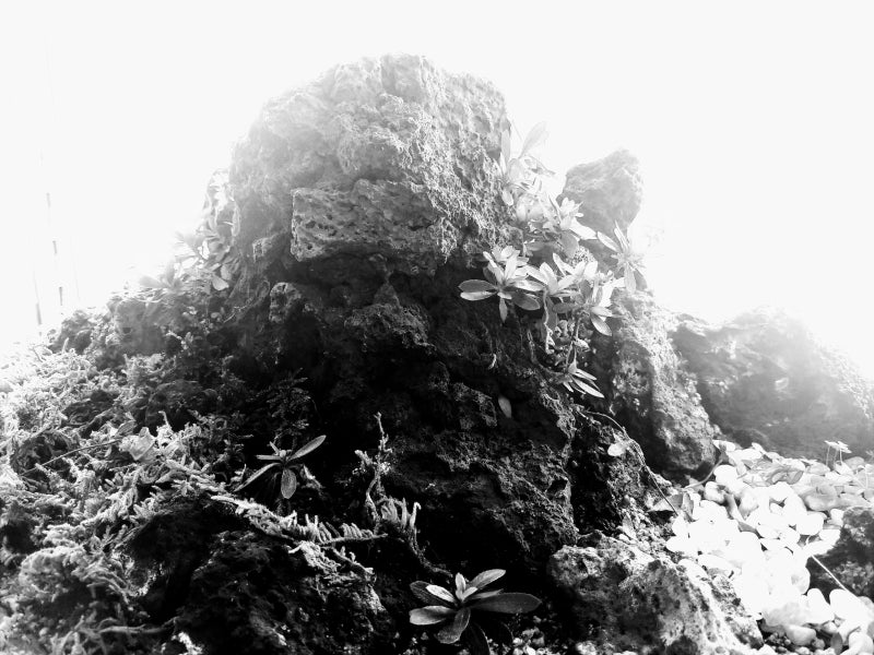 자연의 축소판 분재와 분경의 차이 : 네이버 블로그