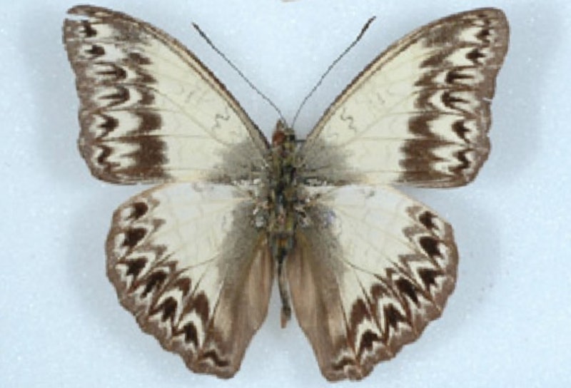 🦋 genus Cymothoe (gliders) : 네이버 블로그