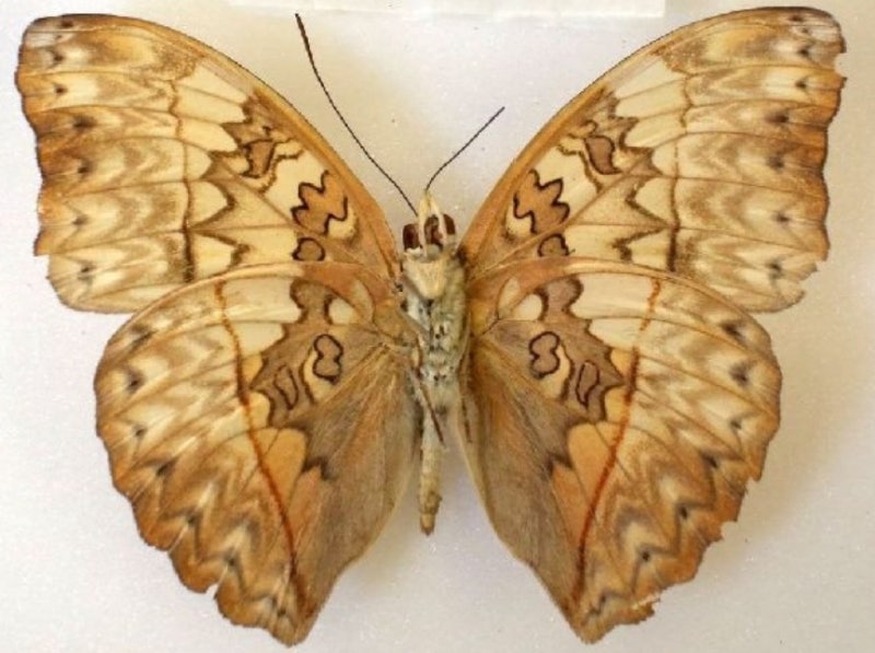 🦋 genus Cymothoe (gliders) : 네이버 블로그