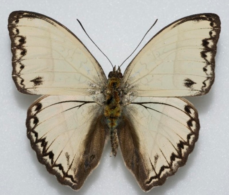 🦋 genus Cymothoe (gliders) : 네이버 블로그