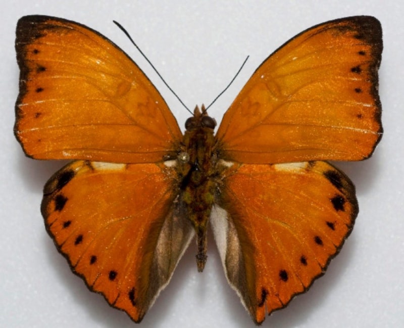 🦋 genus Cymothoe (gliders) : 네이버 블로그