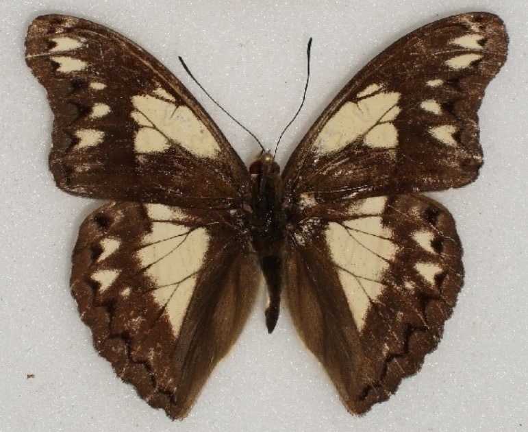 🦋 genus Cymothoe (gliders) : 네이버 블로그