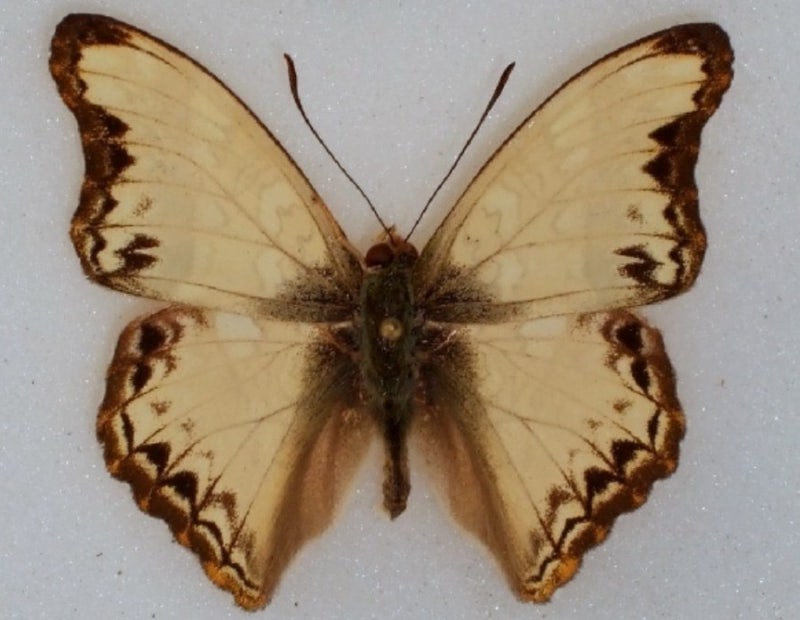 🦋 genus Cymothoe (gliders) : 네이버 블로그