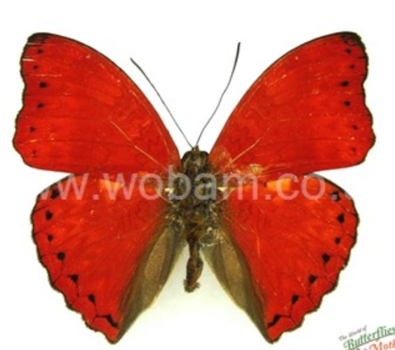 🦋 genus Cymothoe (gliders) : 네이버 블로그