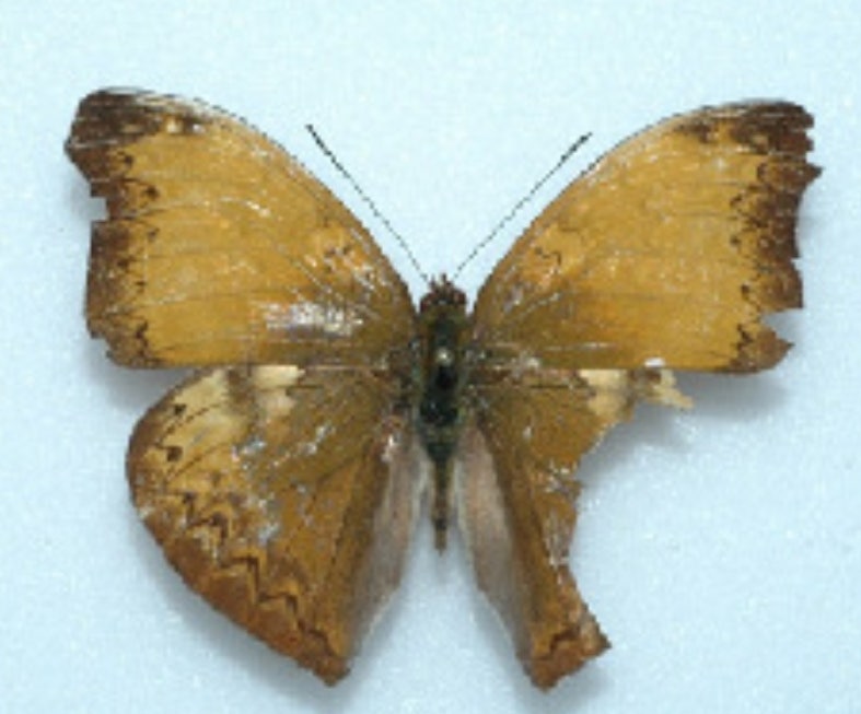 🦋 genus Cymothoe (gliders) : 네이버 블로그