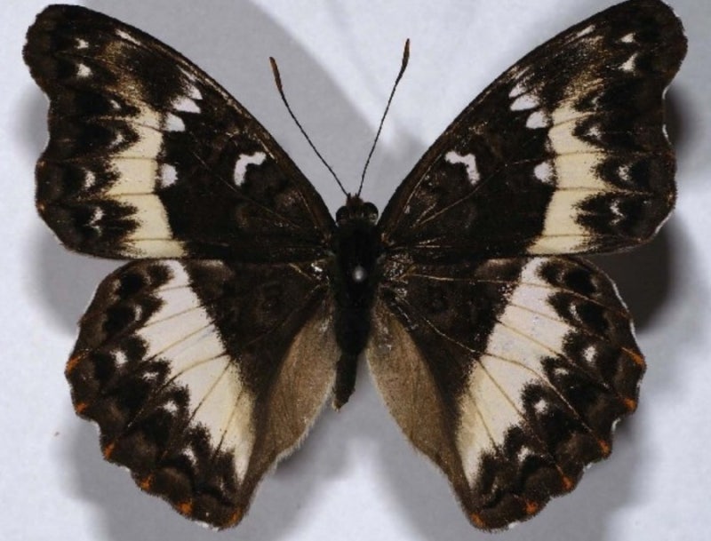 🦋 genus Cymothoe (gliders) : 네이버 블로그