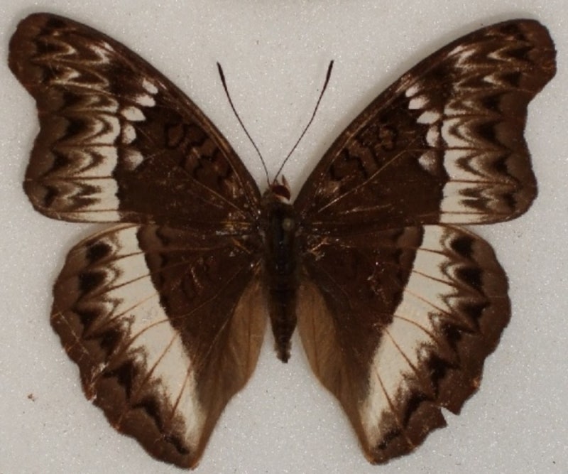 🦋 genus Cymothoe (gliders) : 네이버 블로그