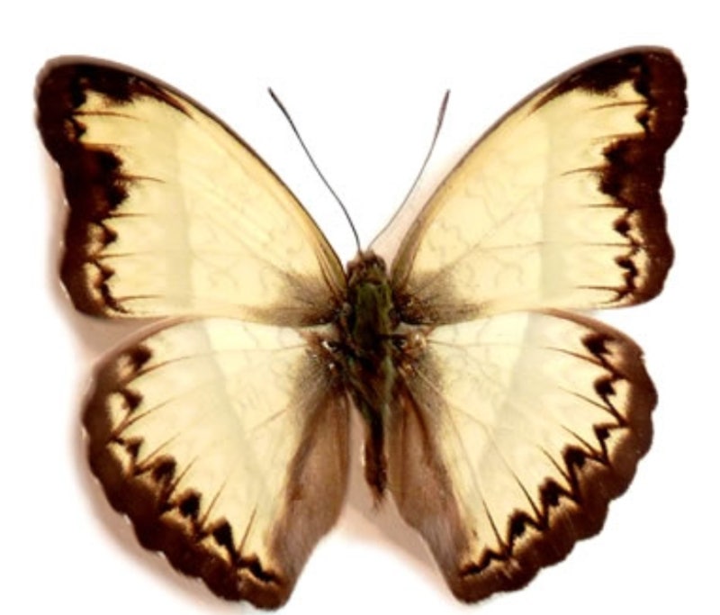 🦋 genus Cymothoe (gliders) : 네이버 블로그