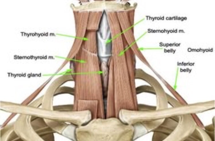 설골하근 - 흉골갑상근 (Sternothyroid m.) : 네이버 블로그