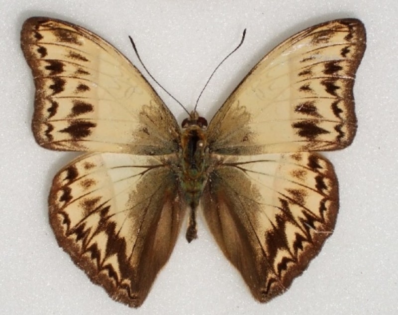 🦋 genus Cymothoe (gliders) : 네이버 블로그