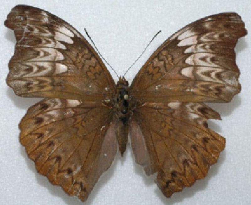 🦋 genus Cymothoe (gliders) : 네이버 블로그