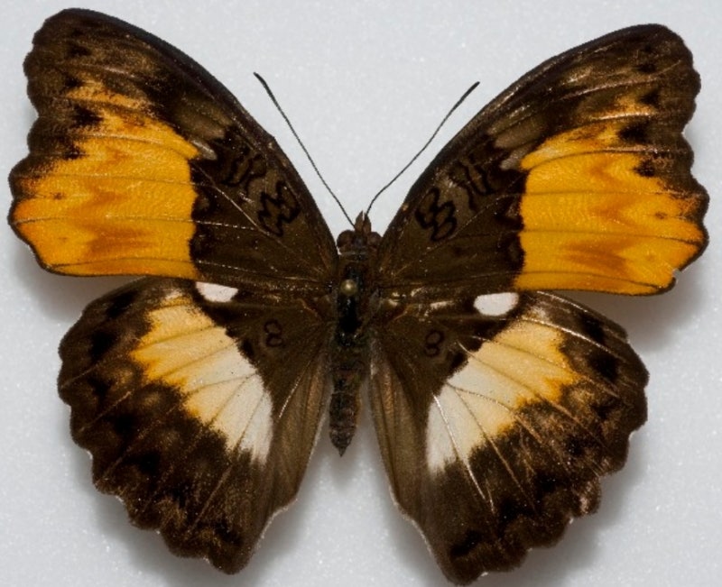 🦋 genus Cymothoe (gliders) : 네이버 블로그