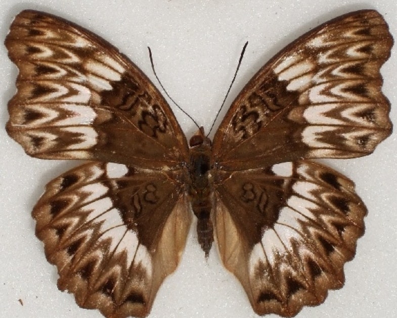 🦋 genus Cymothoe (gliders) : 네이버 블로그