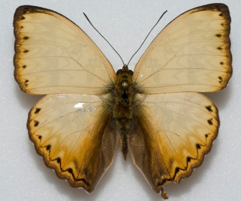 🦋 genus Cymothoe (gliders) : 네이버 블로그