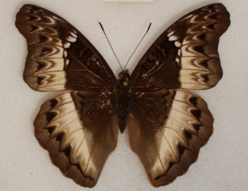 🦋 genus Cymothoe (gliders) : 네이버 블로그