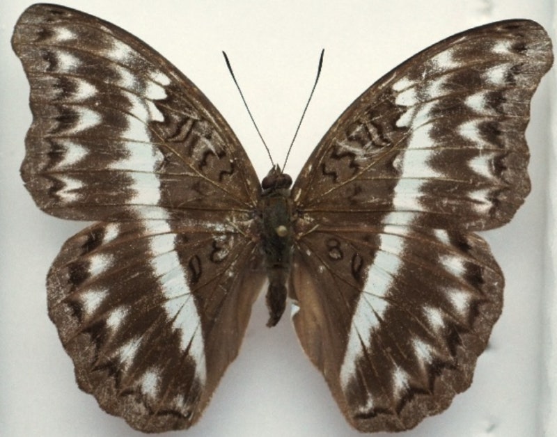 🦋 genus Cymothoe (gliders) : 네이버 블로그