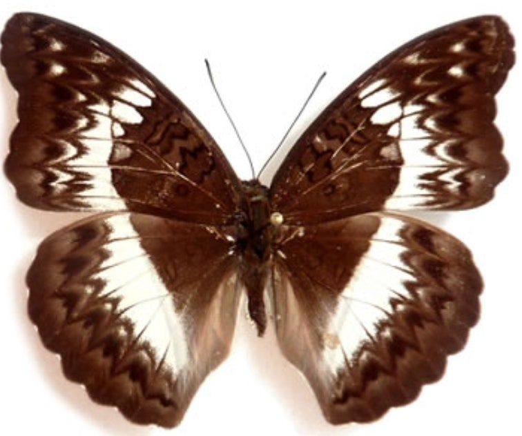 🦋 genus Cymothoe (gliders) : 네이버 블로그