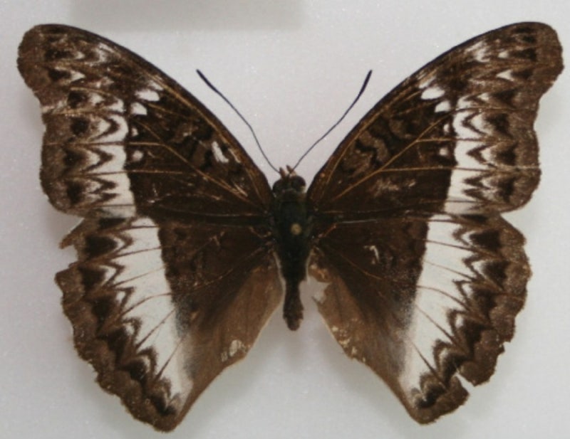 🦋 genus Cymothoe (gliders) : 네이버 블로그