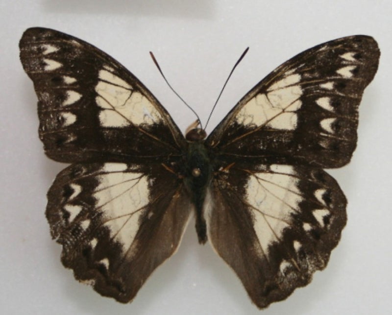 🦋 genus Cymothoe (gliders) : 네이버 블로그