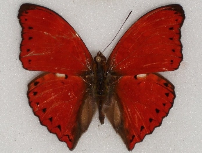 🦋 genus Cymothoe (gliders) : 네이버 블로그