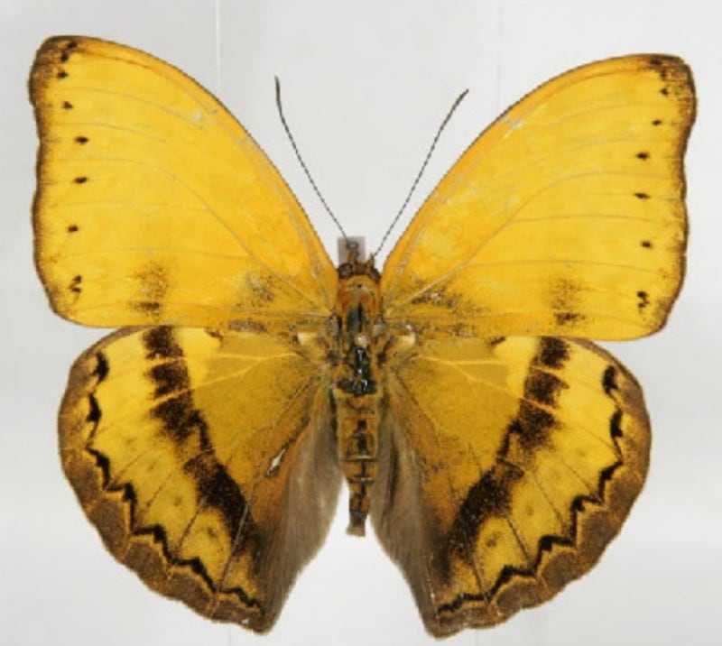 🦋 genus Cymothoe (gliders) : 네이버 블로그